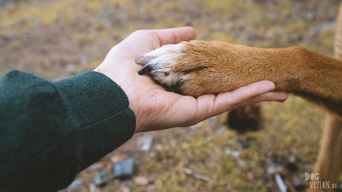 DOGvision | Online dog training with dogs 4 motion