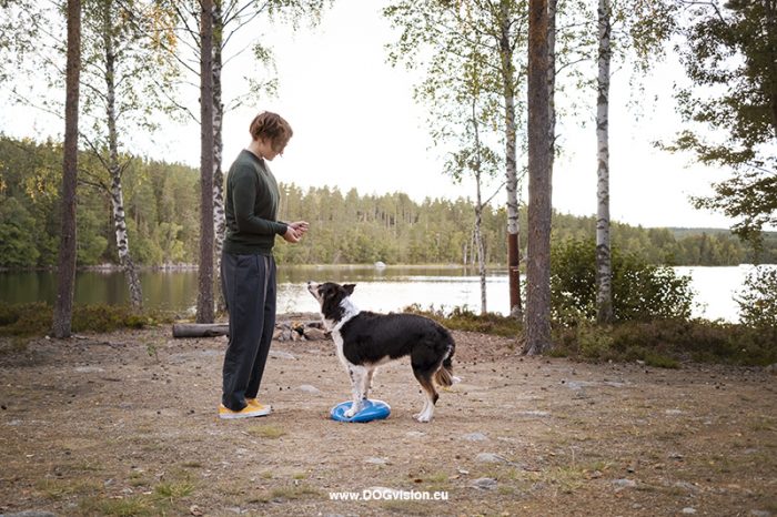 DOGvision | Online dog training with dogs 4 motion