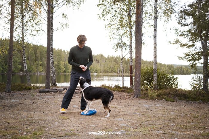 DOGvision | Online dog training with dogs 4 motion