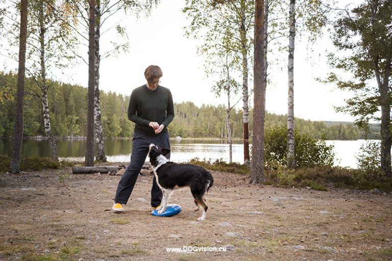 DOGvision | Online dog training with dogs 4 motion