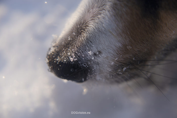 DOGvision | Budget-friendly close-up and macro photography of dogs and ...