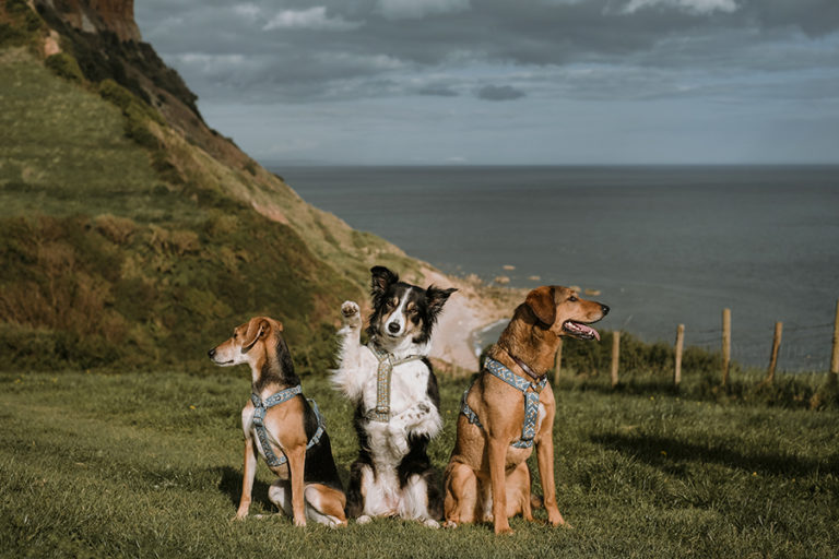DOGvision | Dog photography tips for hiking/adventure dog photography ...