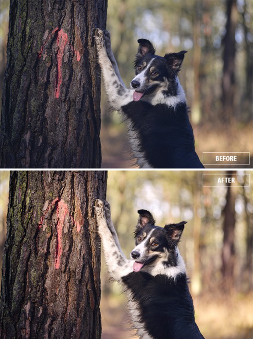 DOGvision | Tips and tricks for photographing your dog | blog on www ...