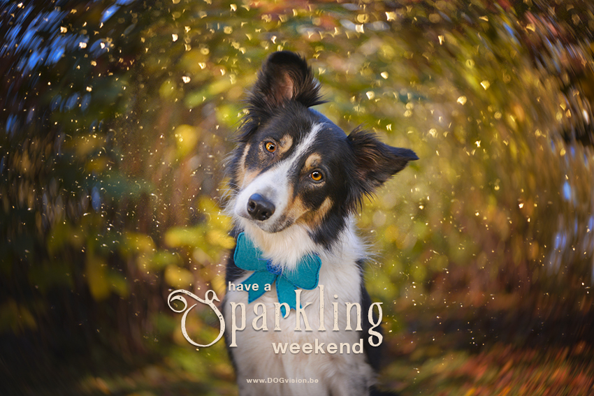 DOGvision | Have a sparkling weekend | Border Collie | lensbaby Twist ...