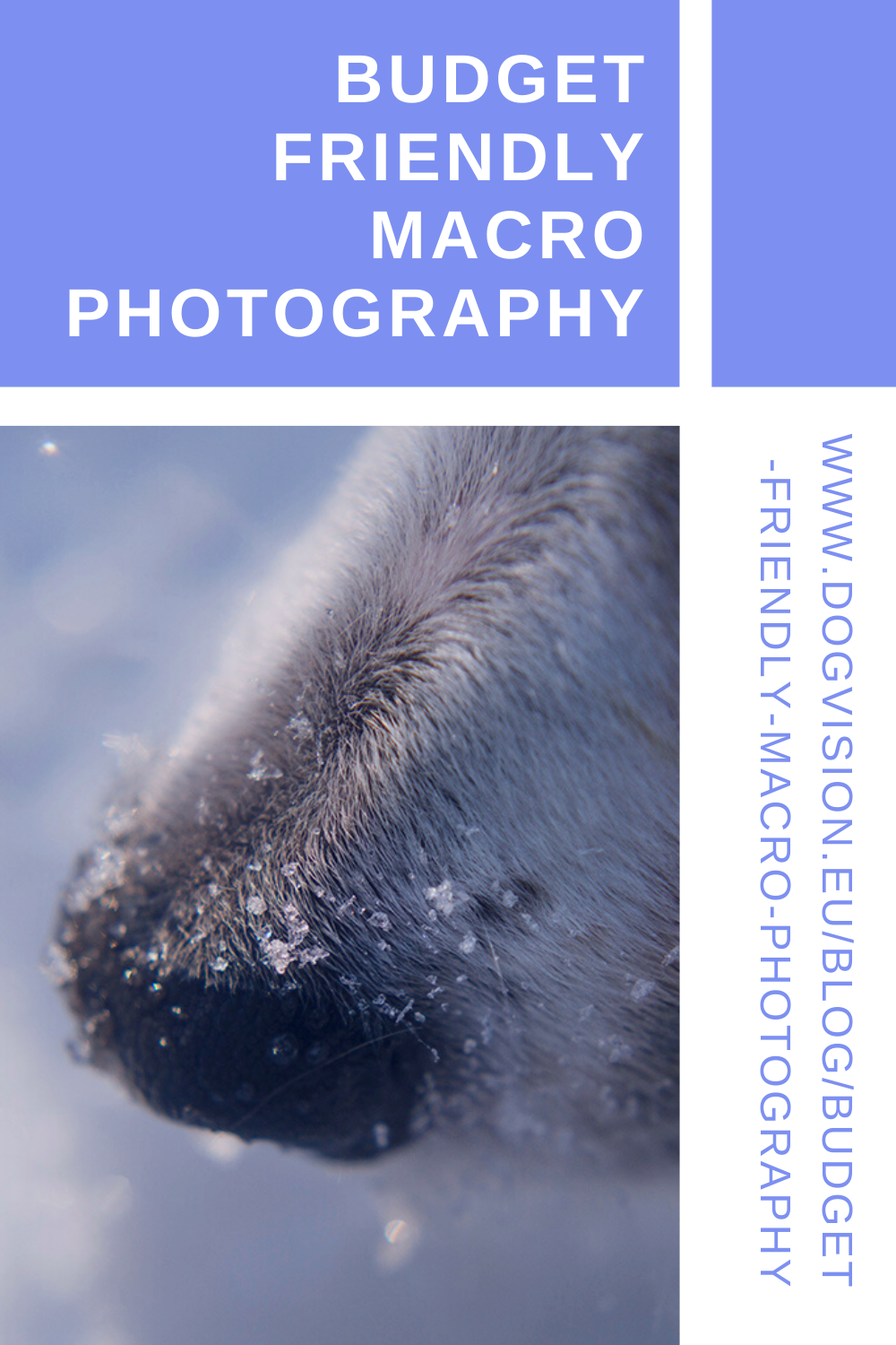 DOGvision | Budget-friendly close-up and macro photography of dogs and ...