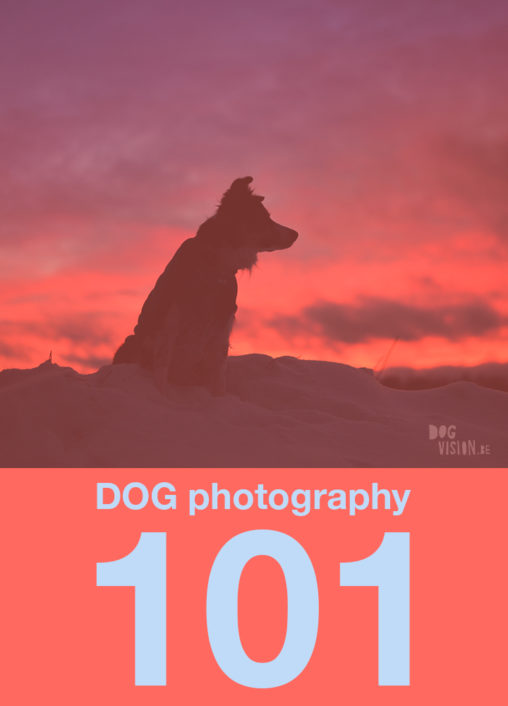 DOGvision | Tips and tricks for photographing your dog | blog on www ...
