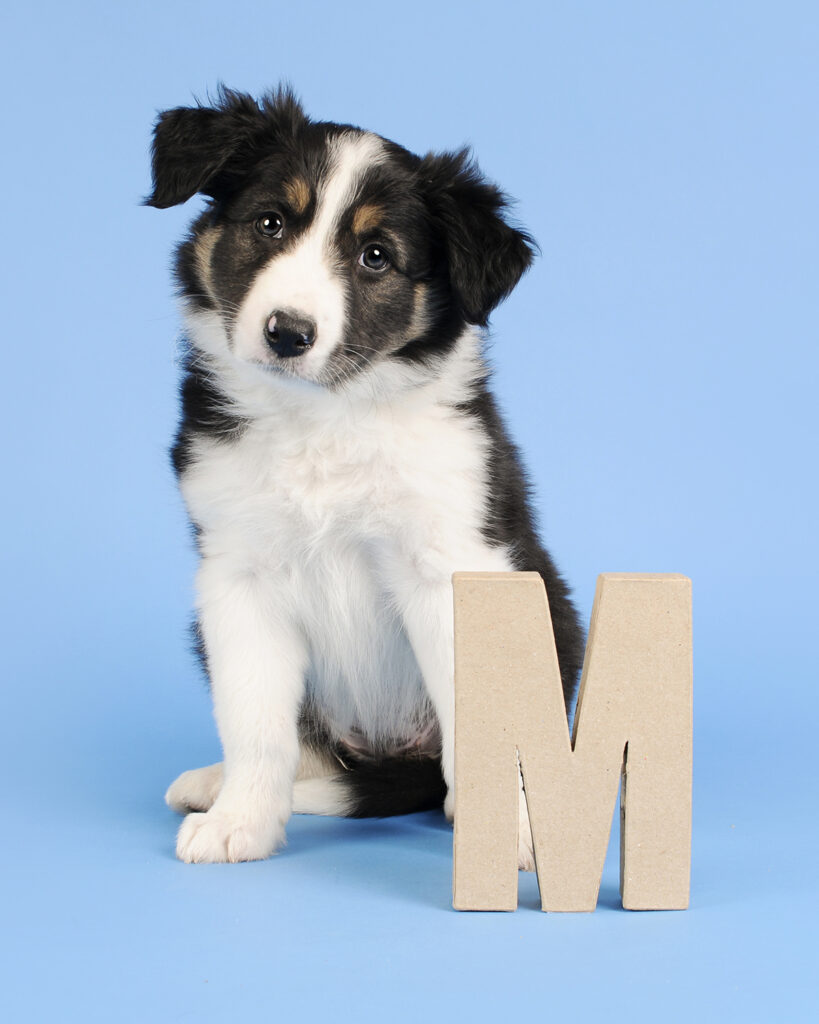DOGvision | Happy birthday Mogwai!