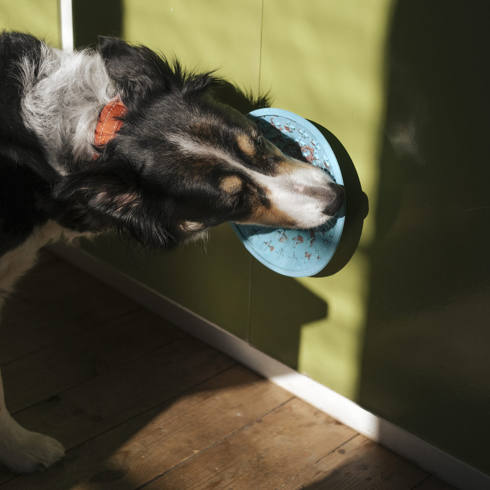 DOGvision | #TongueOutTuesday (11), dogvision dog photography Europe ...
