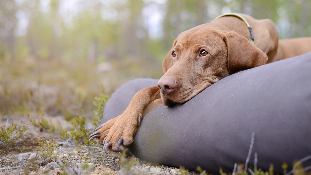 DOGvision | Split second timing